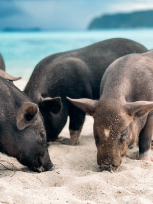 Schweine-Insel Koh Samui - Anreise & Tipps für Koh Mat Sum in Thailand ...